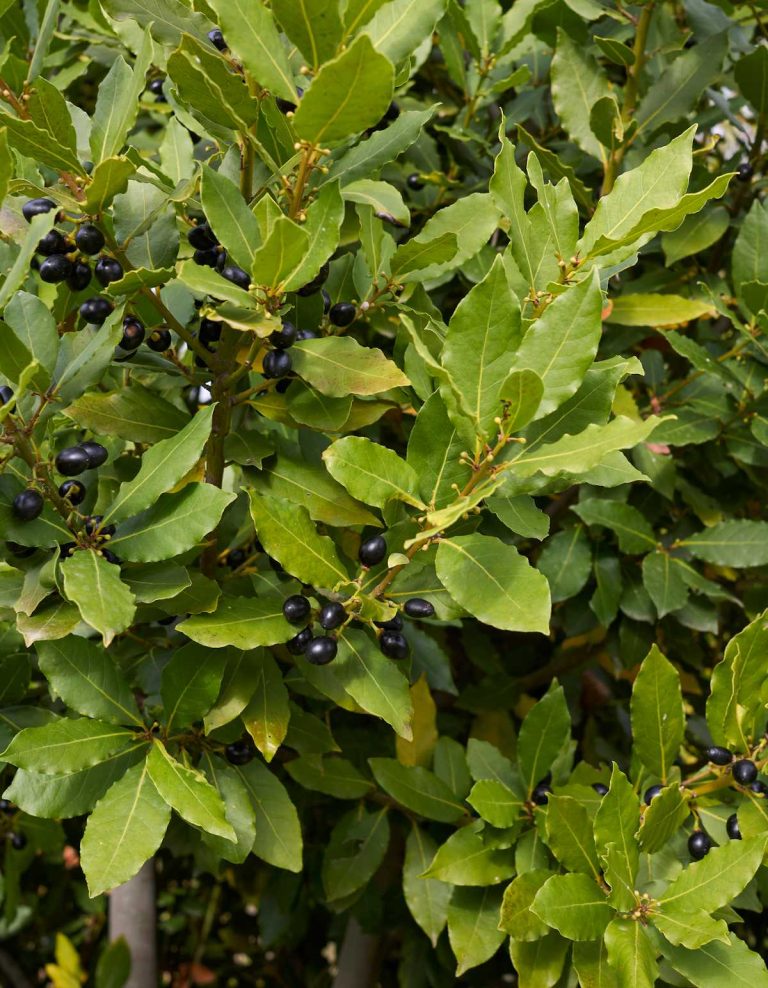 Prendre des mesures pour entretenir un laurier-sauce - Blog de jardinage